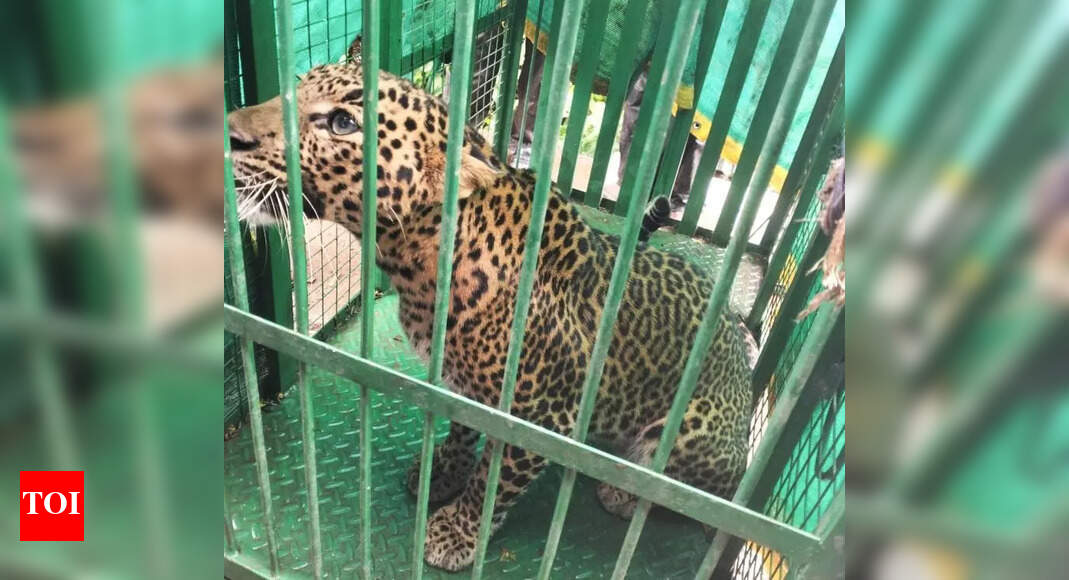 Leopard enters house in Sangli village, rescued & safely released ...
