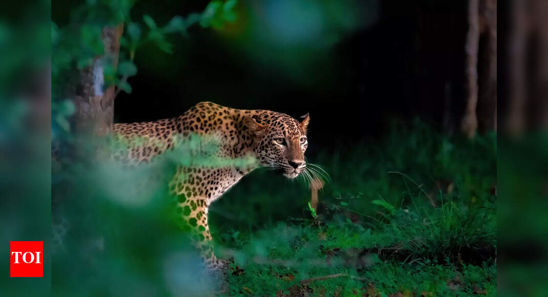 12 wild encounters you will find in Indian national parks and not in ...