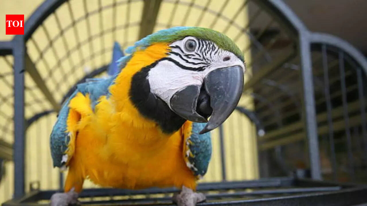 Keeping THESE 5 birds as pets can take you to jail-- Here's why