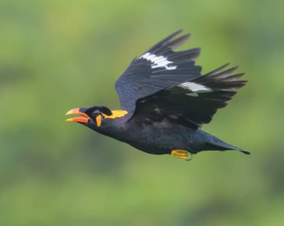 Not just the Common Myna: Meet the 8 incredible Myna species of India ...