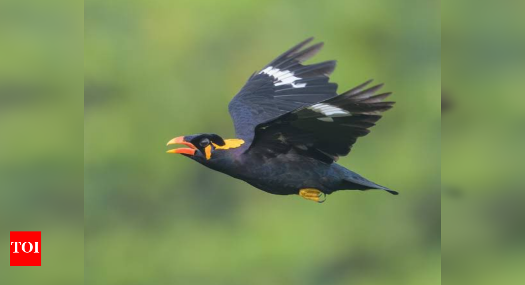 Not just the Common Myna: Meet the 8 incredible Myna species of India ...
