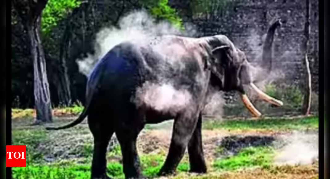 Elephant task force needed to address rising Elephant attacks in ...