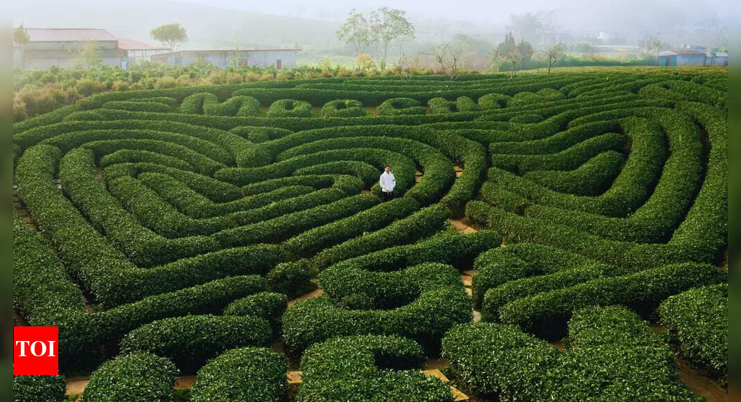 What's inside the world's largest maze? | - Times of India