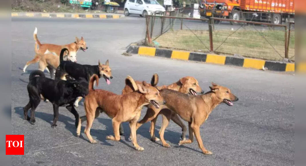 One in every five stray dogs unsterilised & unvaccinated, says GHMC ...