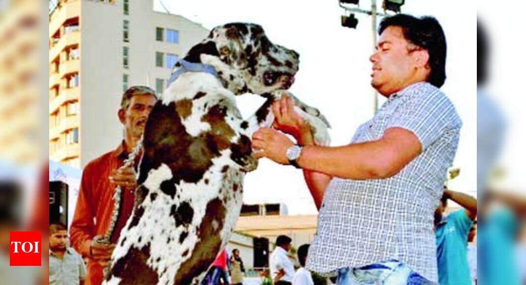 Different breeds of dogs participated in the Dog Fashion Show organized ...