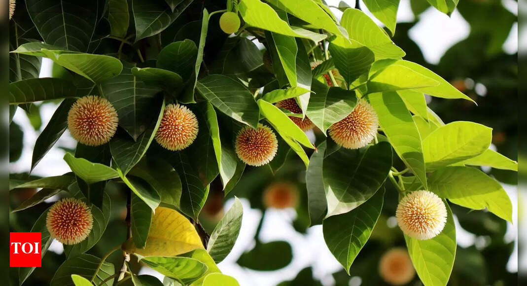 Why you should plant a Kadamba tree: Spiritual significance, health benefits, and easy care tips ...
