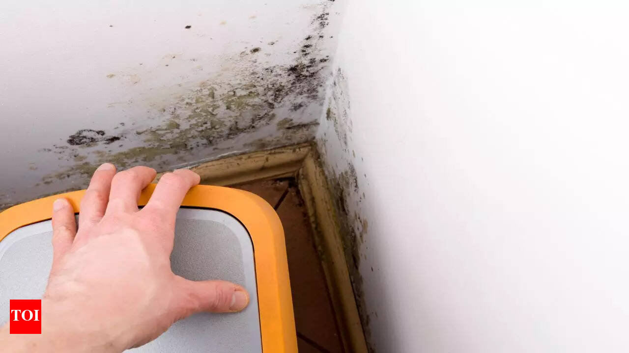 Removing Black Mold Inside Behind And On Walls A Full Guide