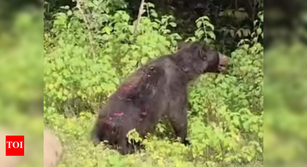 Man attacked by sloth bear dies, animal too succumbs to injuries ...