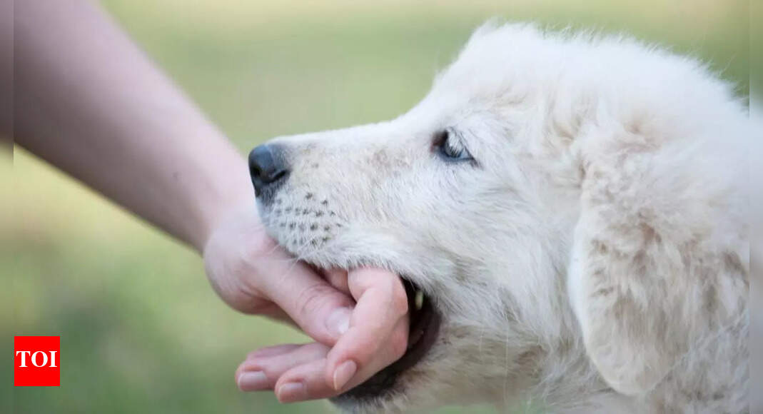 What to do immediately after a dog bite: Important tips to avoid rabies ...