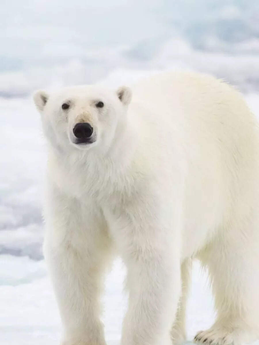 10 powerful predators that rule the animal kingdom | Times of India