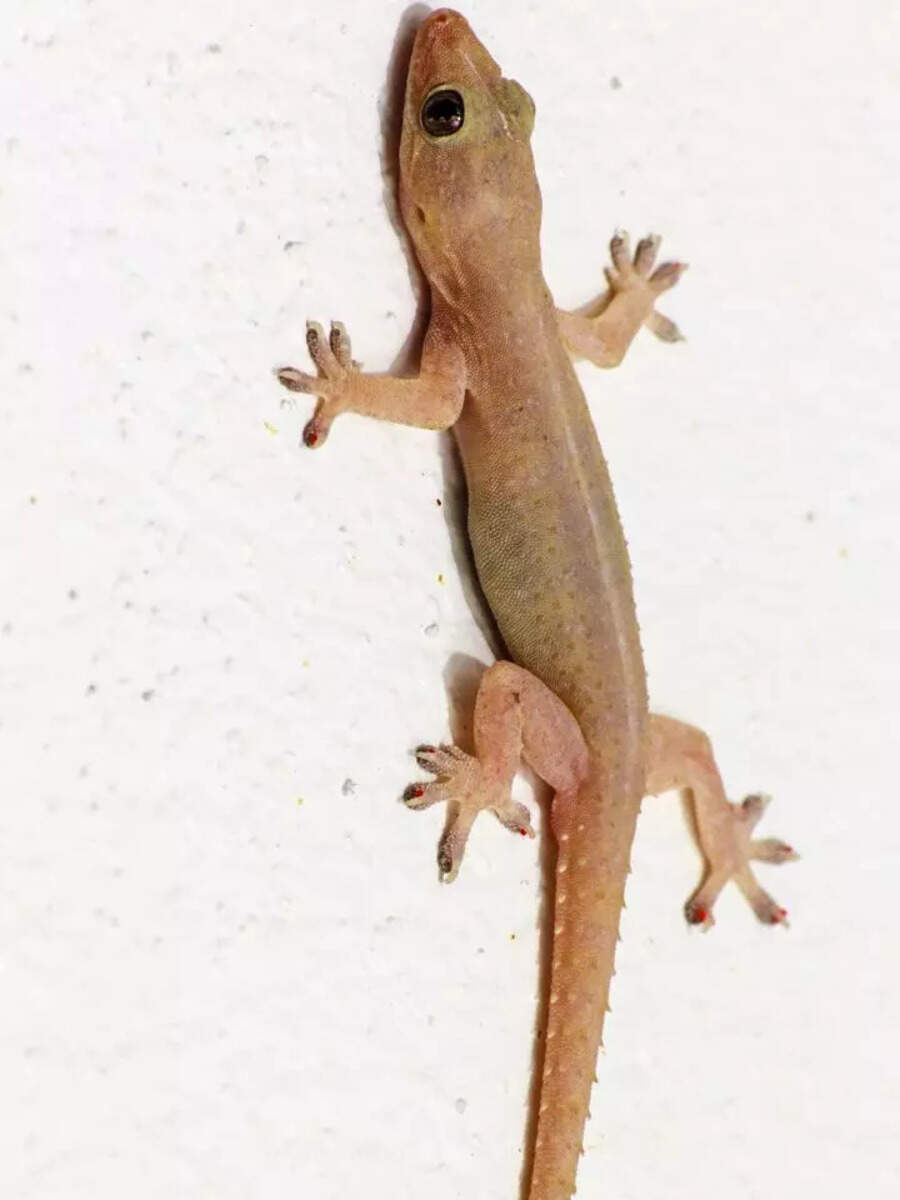 Effective solutions to stop lizards from entering your house | Times of ...