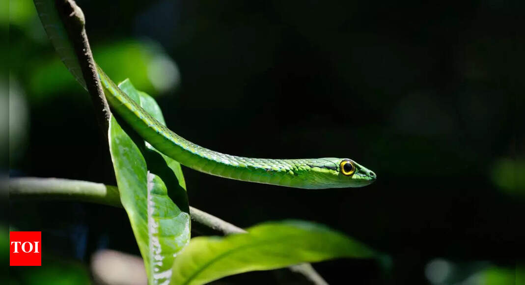Meet the slender, mildly venomous parrot snake: Facts, habitat, and ...