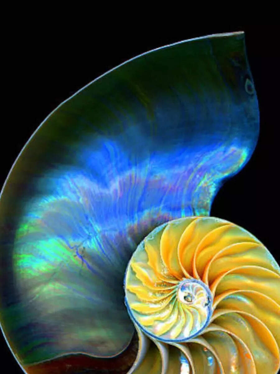 7 Extraordinary creatures that have blue blood -a hidden wonder of ...