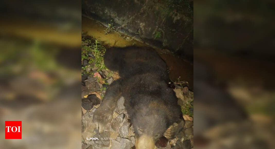 2 Sloth Bear Cubs Killed After Being Hit By Train on Chanda Fort-Gondia ...