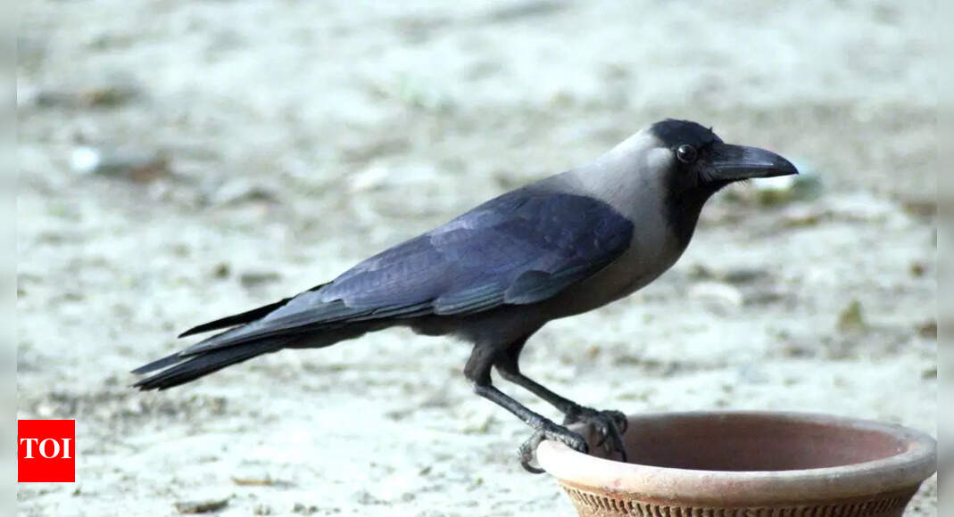5 birds that look like crows and how to tell them apart | - The Times ...