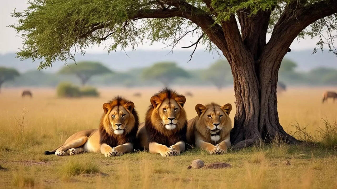 What Is a Group of Lions Called? The Story Behind Their Royal Name