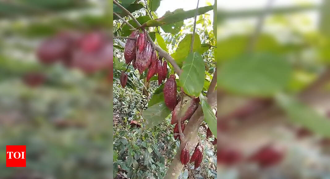Assam eyes cocoa boom, 10,000 hectares targeted for cultivation ...