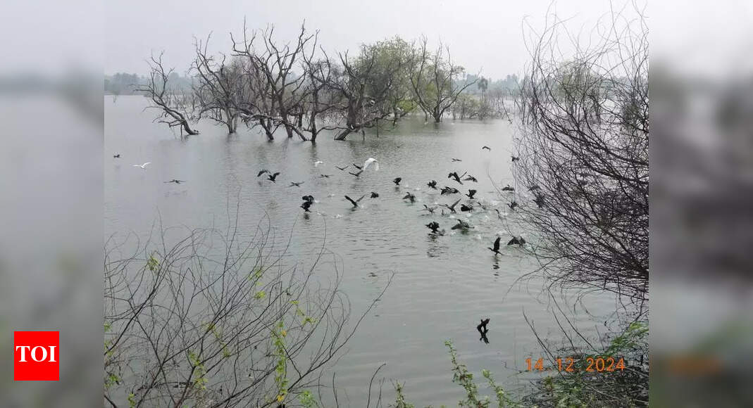 Bird haven Elathur lake in Erode named state’s third biodiversity ...