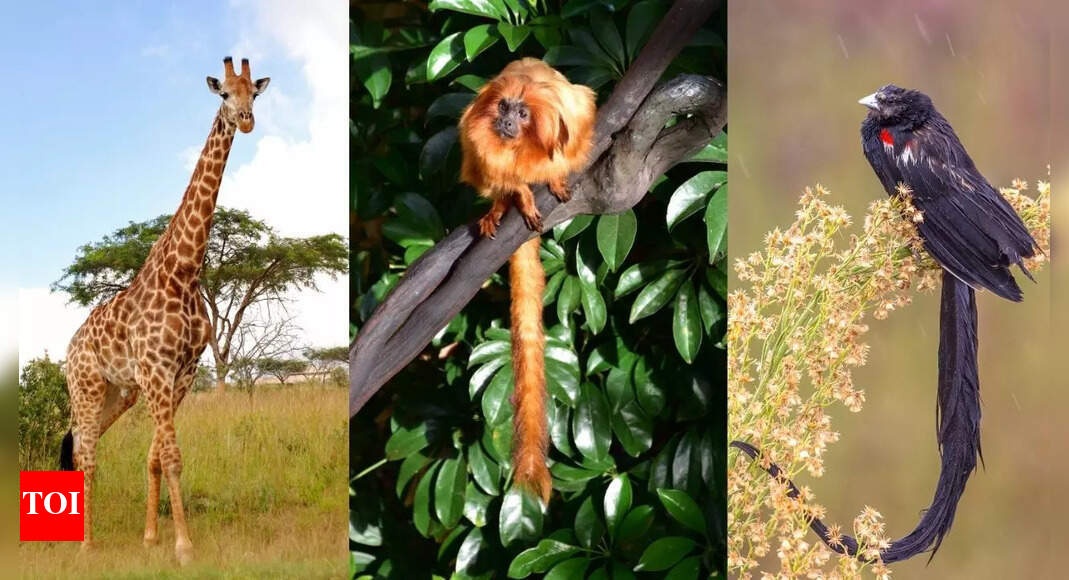 10 animals with the longest tails: Know their lengths and function ...
