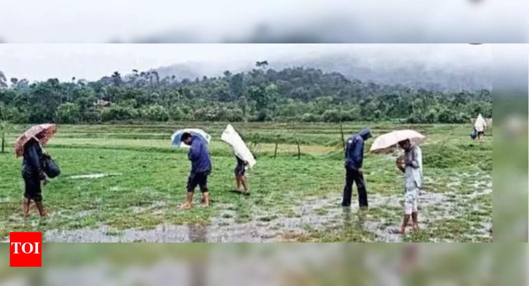 Monsoon menace: Heavy rain damages crops gron across 56,000 hectares in ...
