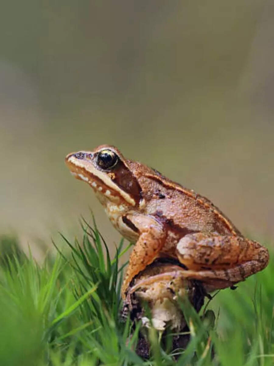 In life and 'death': The frog that almost ‘dies’ every winter, but ...