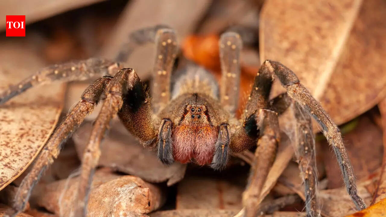 5 deadly insects that are life-threatening to humanbeings