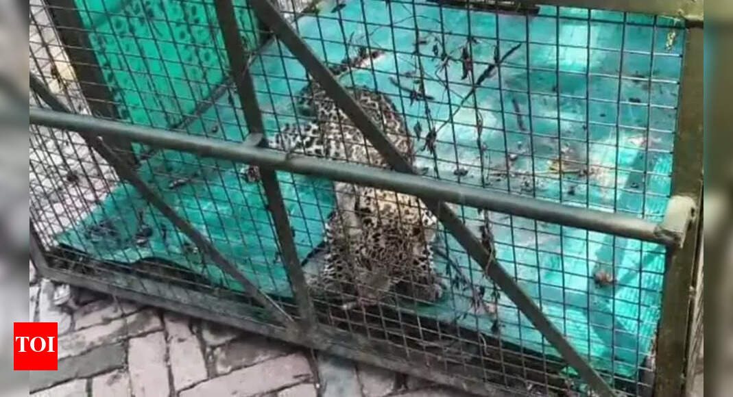 Rescued leopard cub dies during treatment in DTR | Bareilly News - The ...