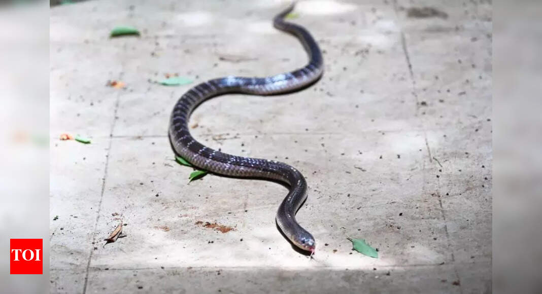 Snake rescuer dies after bite of common krait in Parbhani | Chhatrapati ...