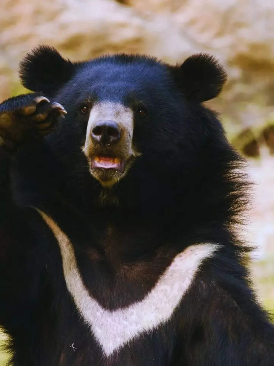 9 unique animals and birds to spot in Great Himalayan National Park ...