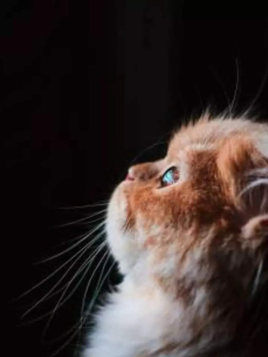 360-degree view: 7 creatures from animal kingdom that see the world in ...