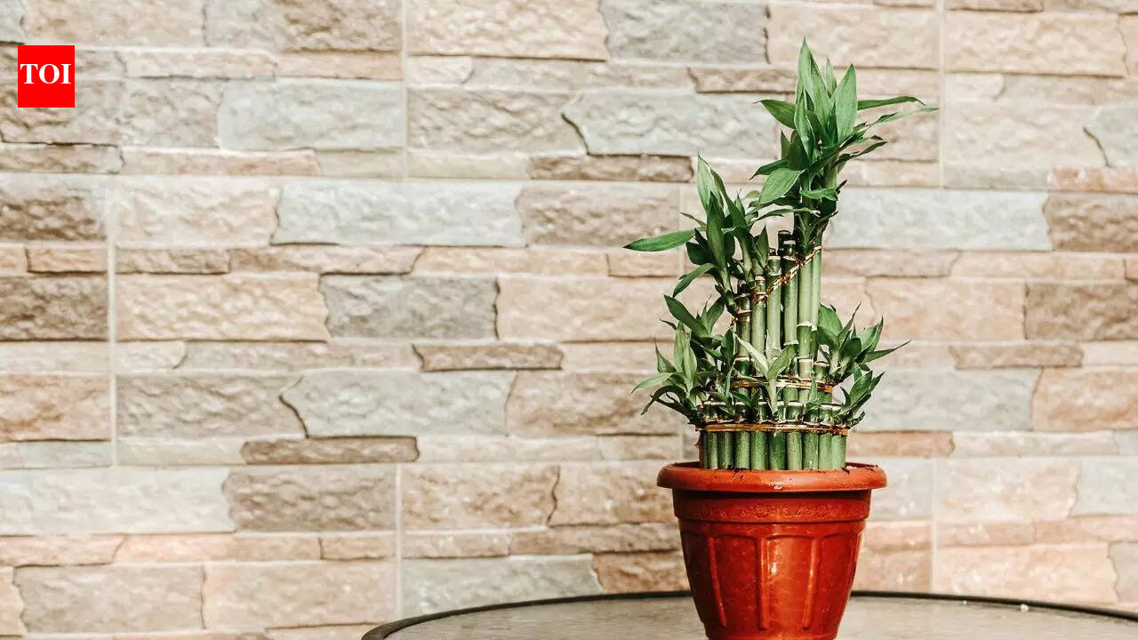 Lucky bamboo care tips: How to keep your plant healthy, lush, and ...