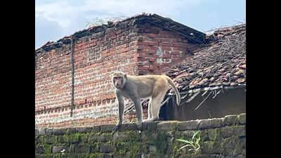 Not just bananas, monkeys in MP snatching funds too | Bhopal News - The ...