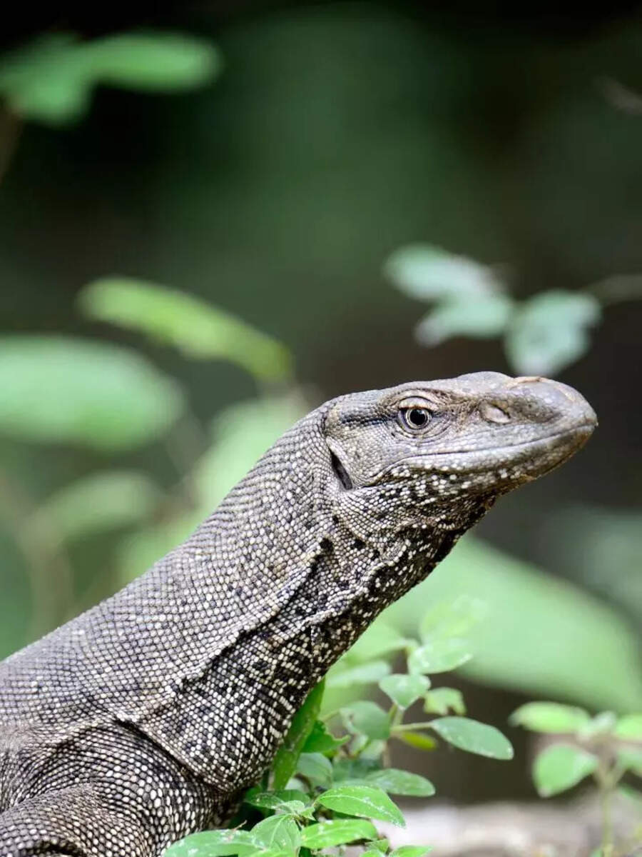 10 reptiles known for their smartness | Times of India