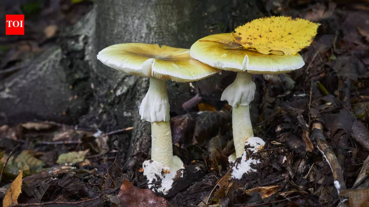 What are death cap mushrooms? The world’s most toxic fungus explained