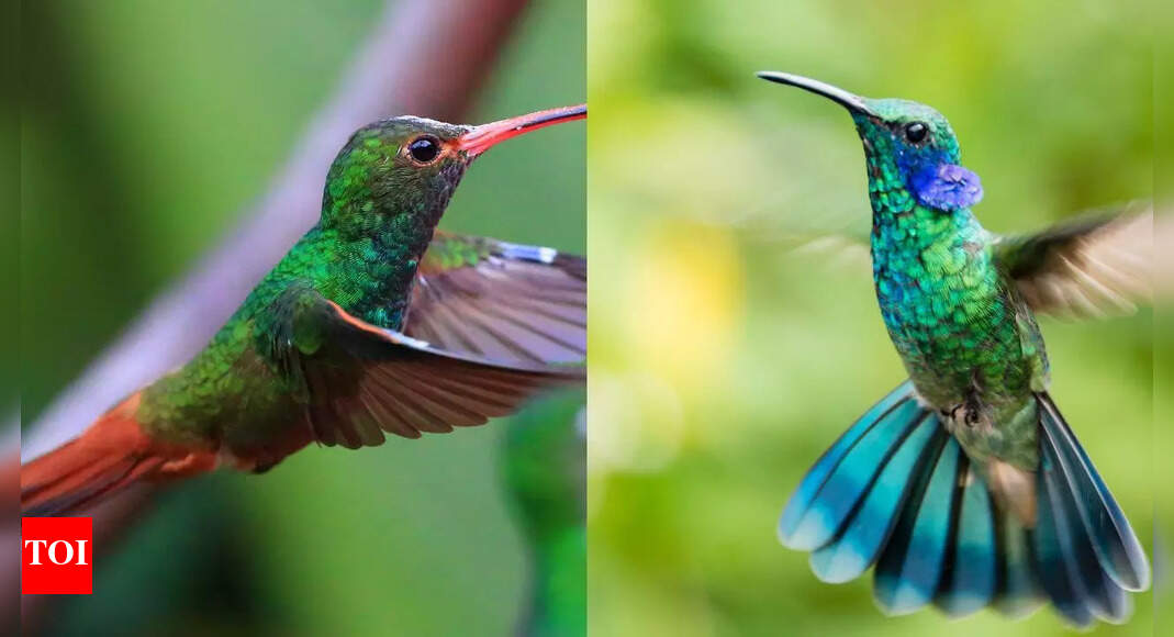 Male vs. female hummingbird: How to tell them apart by size, colour ...