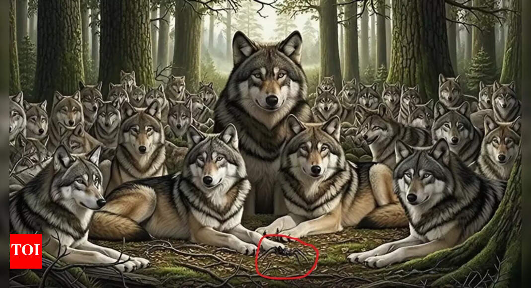 Optical Illusion: Can you spot the hidden spider among the wolves in ...