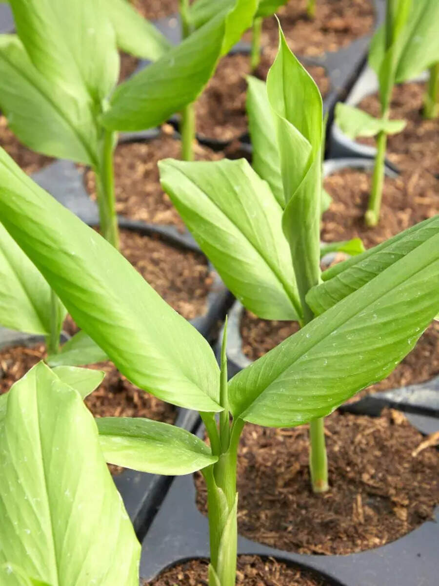 How to grow turmeric in pots in balcony garden | Times of India