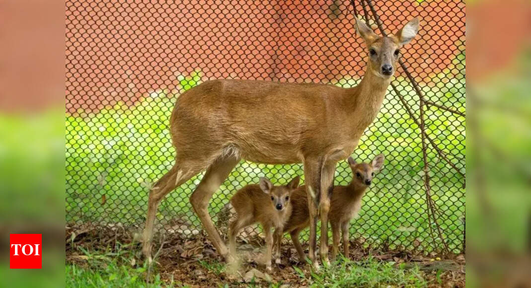 Vizag zoo celebrates birth of rare species | Vijayawada News - The ...