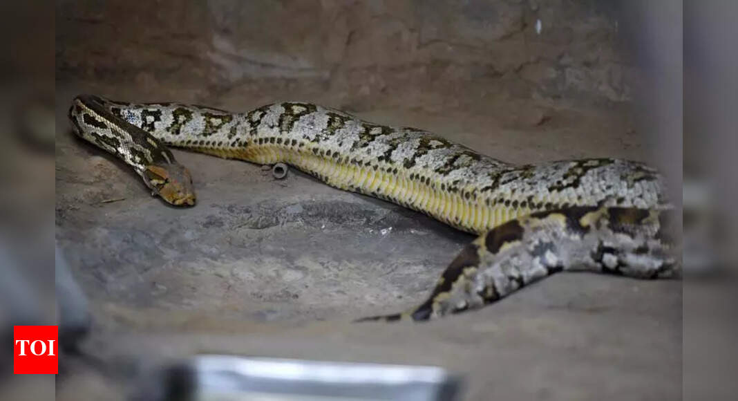 2 booked for killing endangered Indian rock python after it swallows ...
