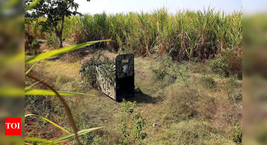 60-year-old woman found dead in Junnar, forest officials unsure of ...