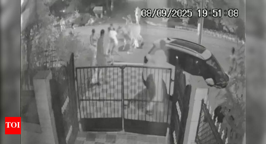 Stray bull runs into 5-year-old, gores uncle trying to save him in ...