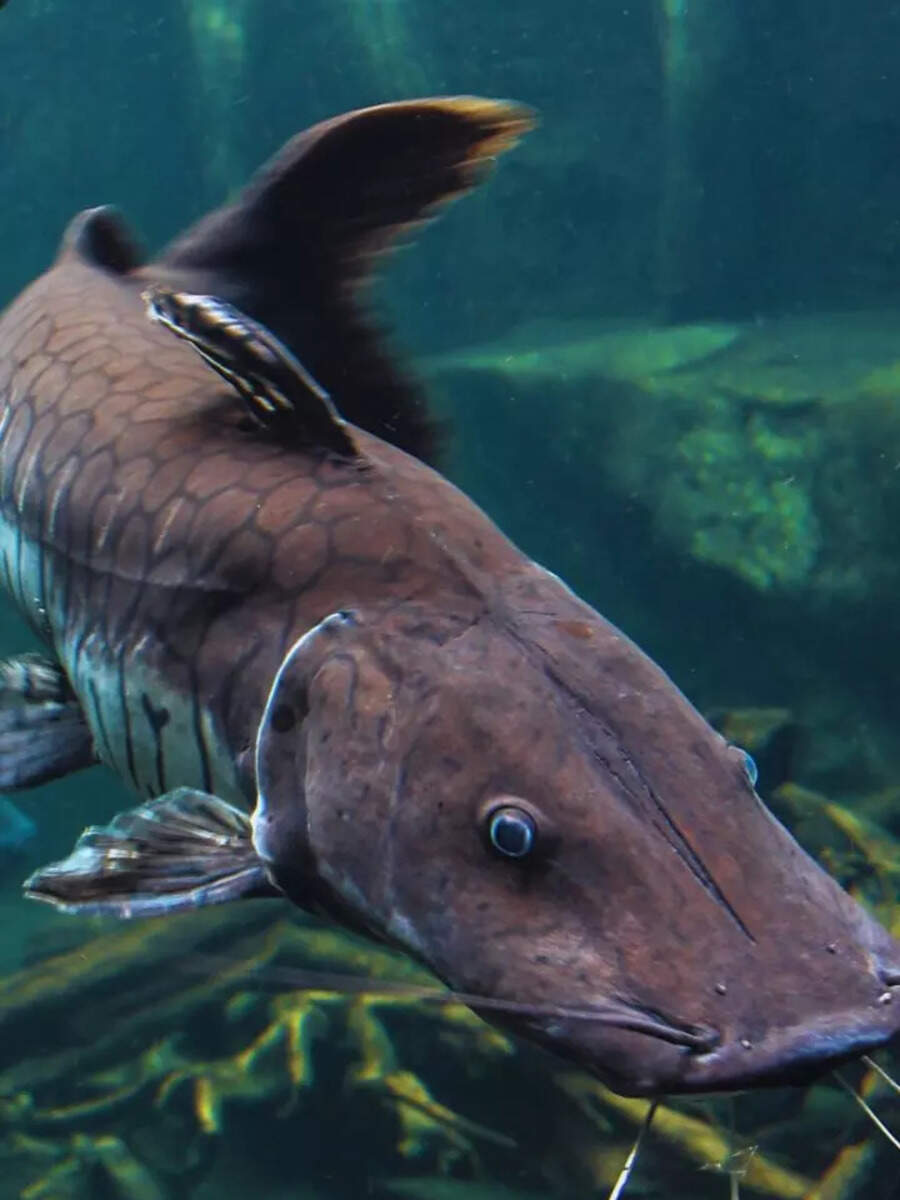 10 fish in the sea named after land animals and where to spot these ...