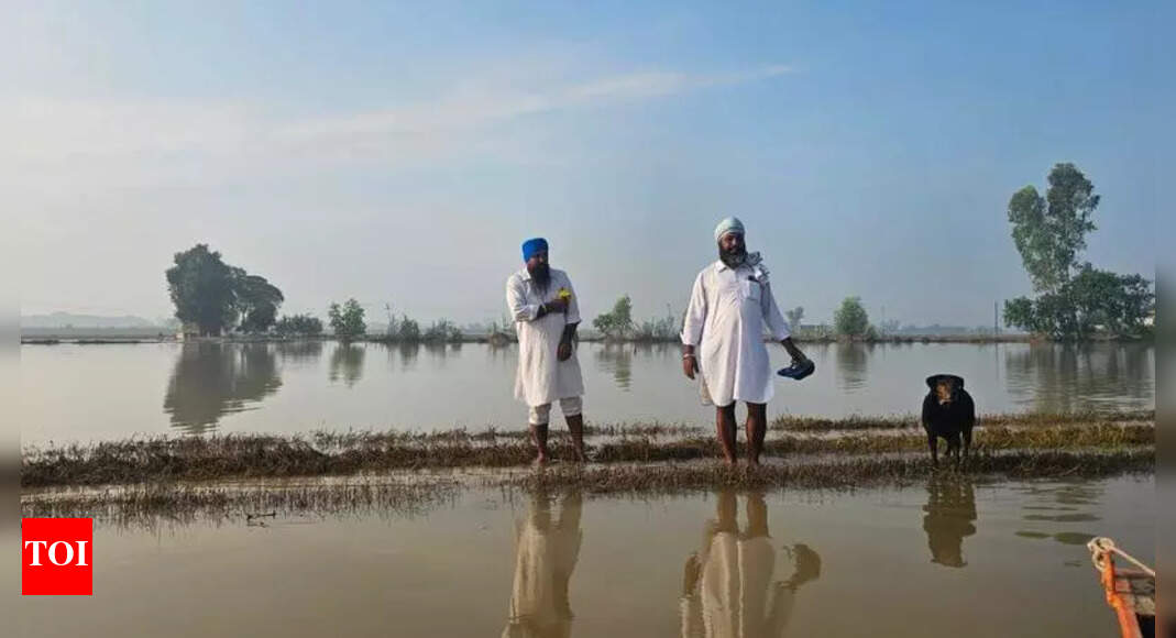 30,000 acres ruined: Floods cause devastating damage to cotton crop ...