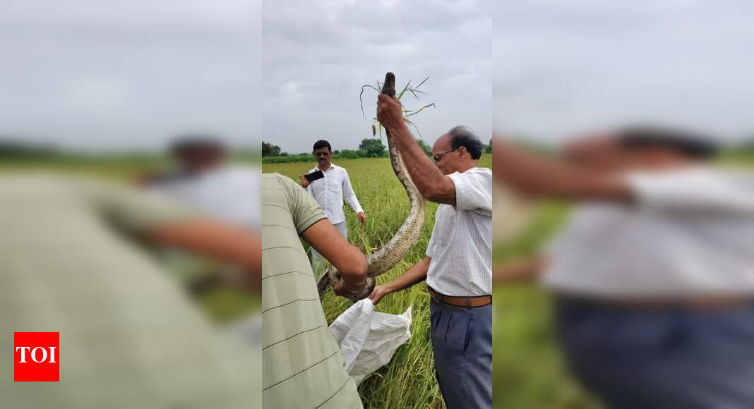 10-foot python rescued in Shivapur | Nagpur News - The Times of India