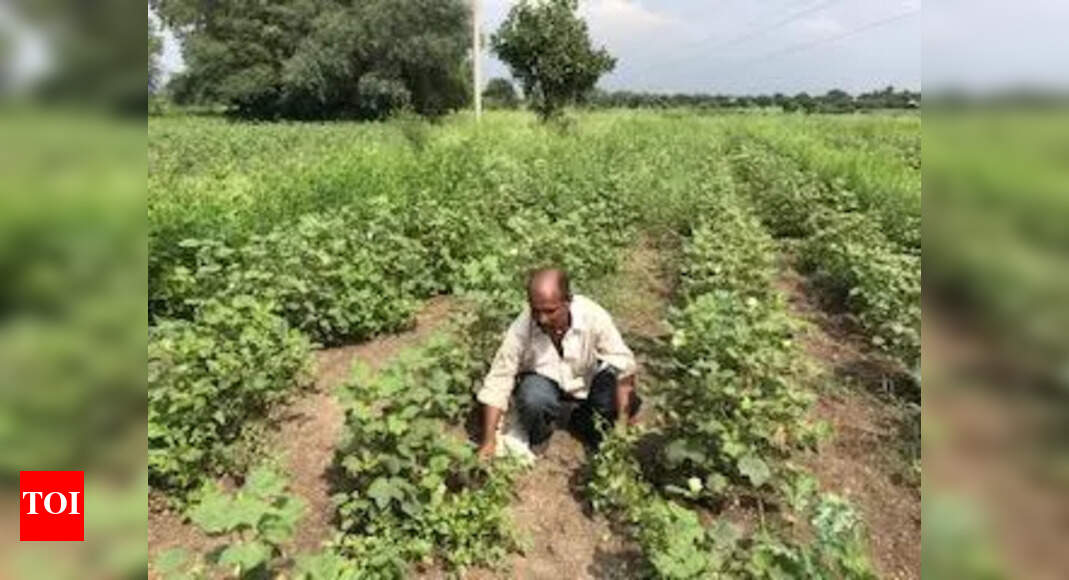 Area under cotton cultivation increases in district, Daund taluka takes ...