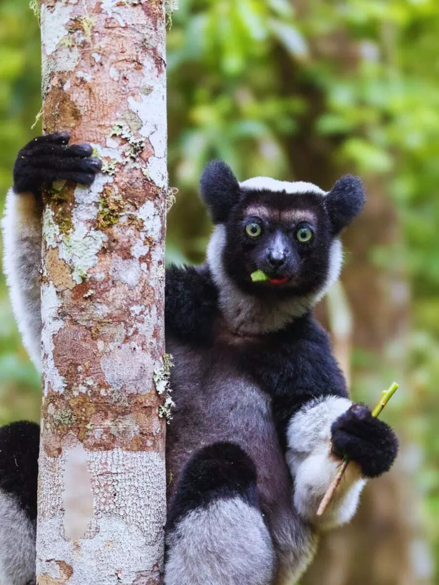 7 unique animals in the world whose names begin with the letter “I” | Times of India