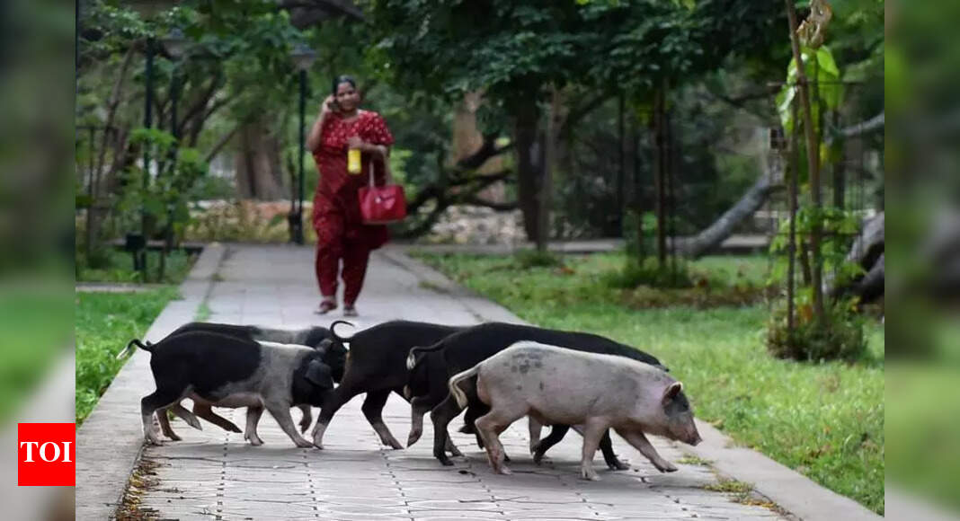 African swine flu hits pigs at Guindy | Chennai News - The Times of India
