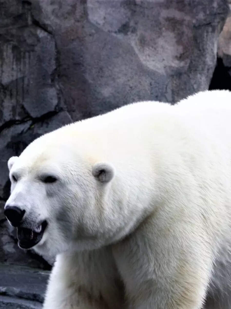 Gigantic presence: 8 massive bear species found worldwide | Times of India
