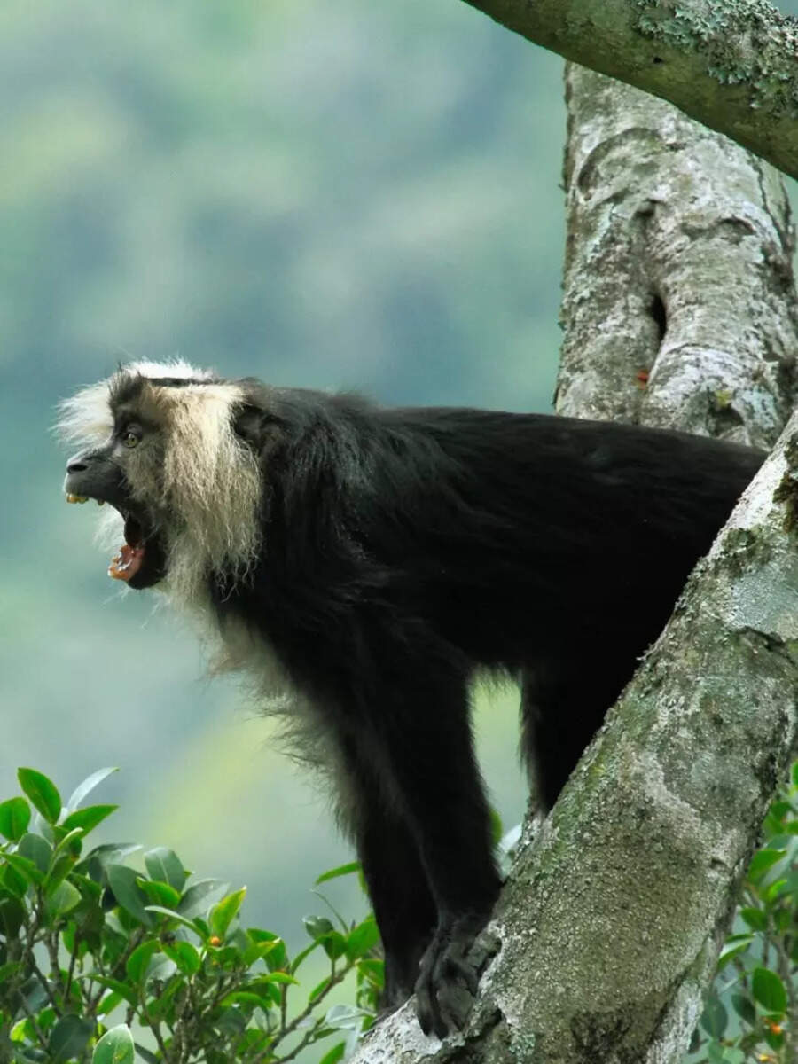 10 rare Indian animals and where they are found | Times of India