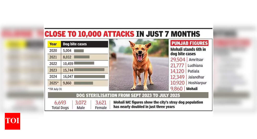 Mohali reports 54 stray dog bite cases daily | Chandigarh News - The ...